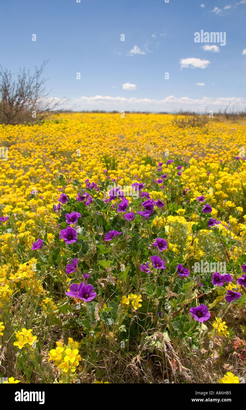 A field of yellow and purple wild flowers near Artesia New Mexico Stock ...