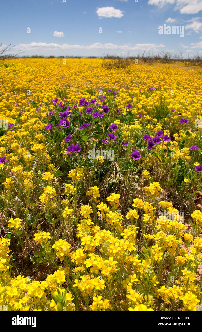 A field of yellow bladderpod and purple wild flowers near Artesia New ...