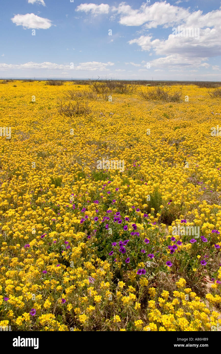 A field of yellow bladderpod and purple wild flowers near Artesia New ...