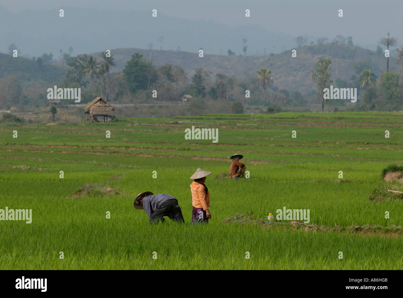 Planting rice Northern Laos Stock Photo - Alamy