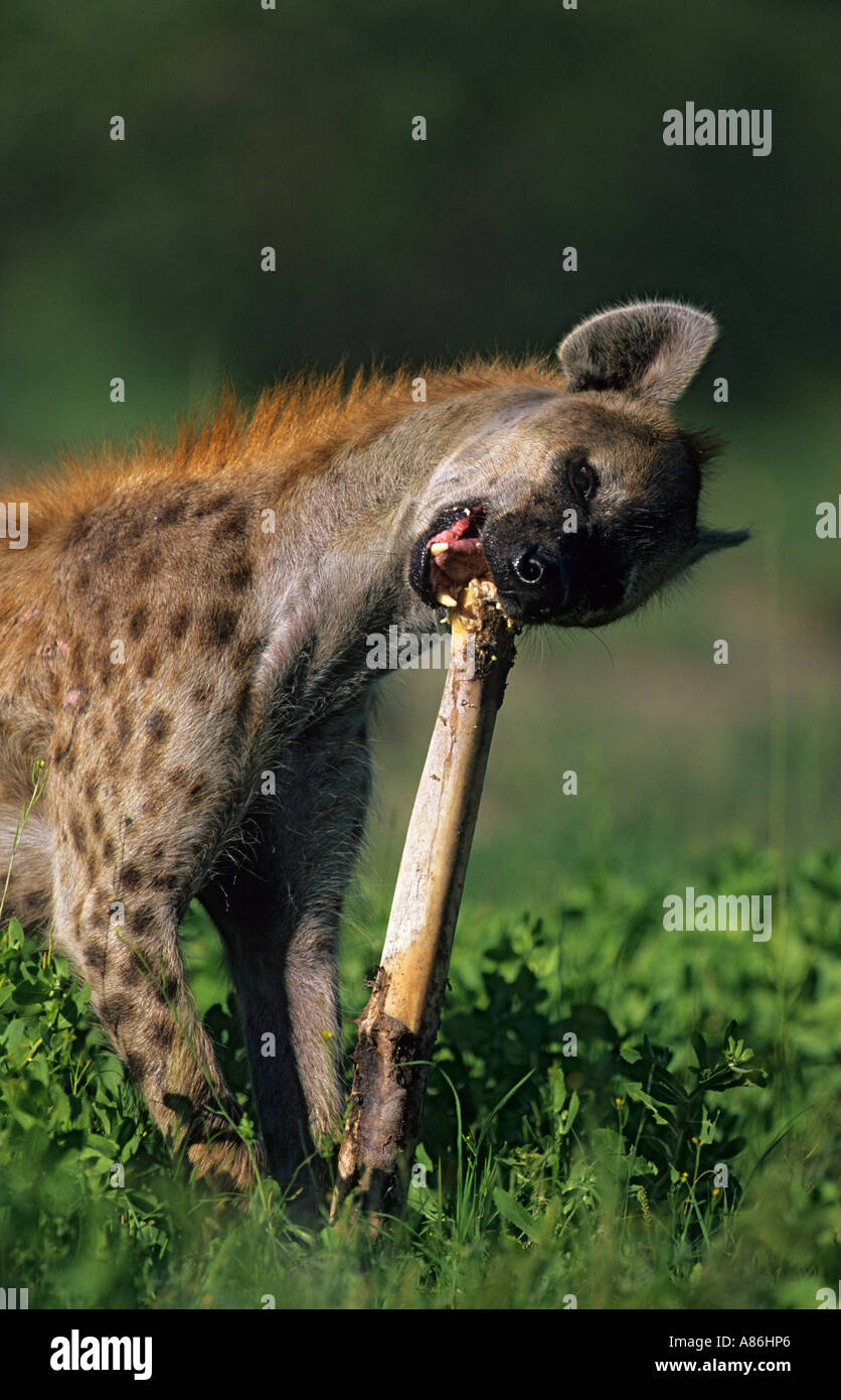 Spotted hyena eating bone hi-res stock photography and images - Alamy