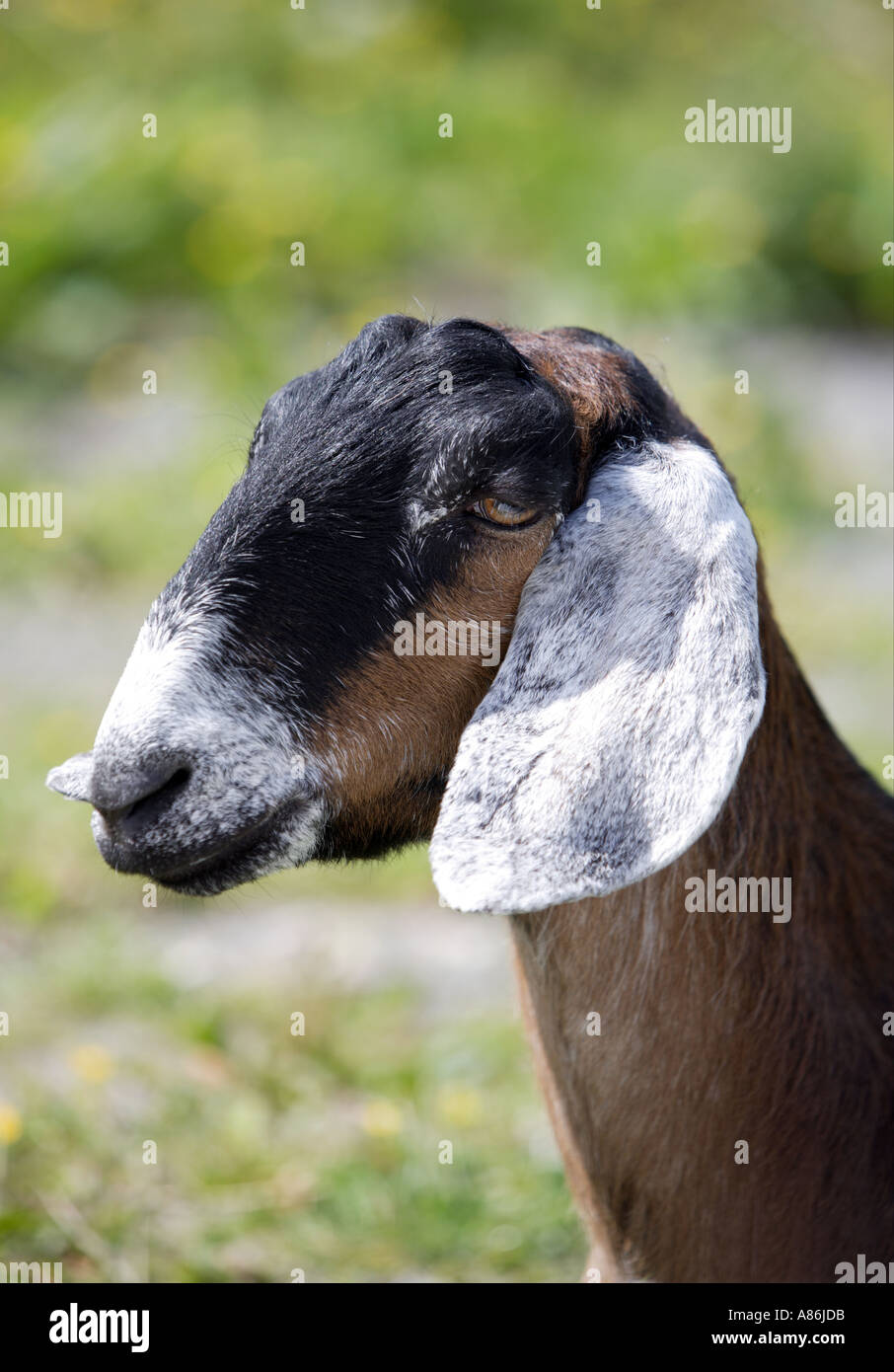Anglo Nubian Goat Stock Photo - Alamy