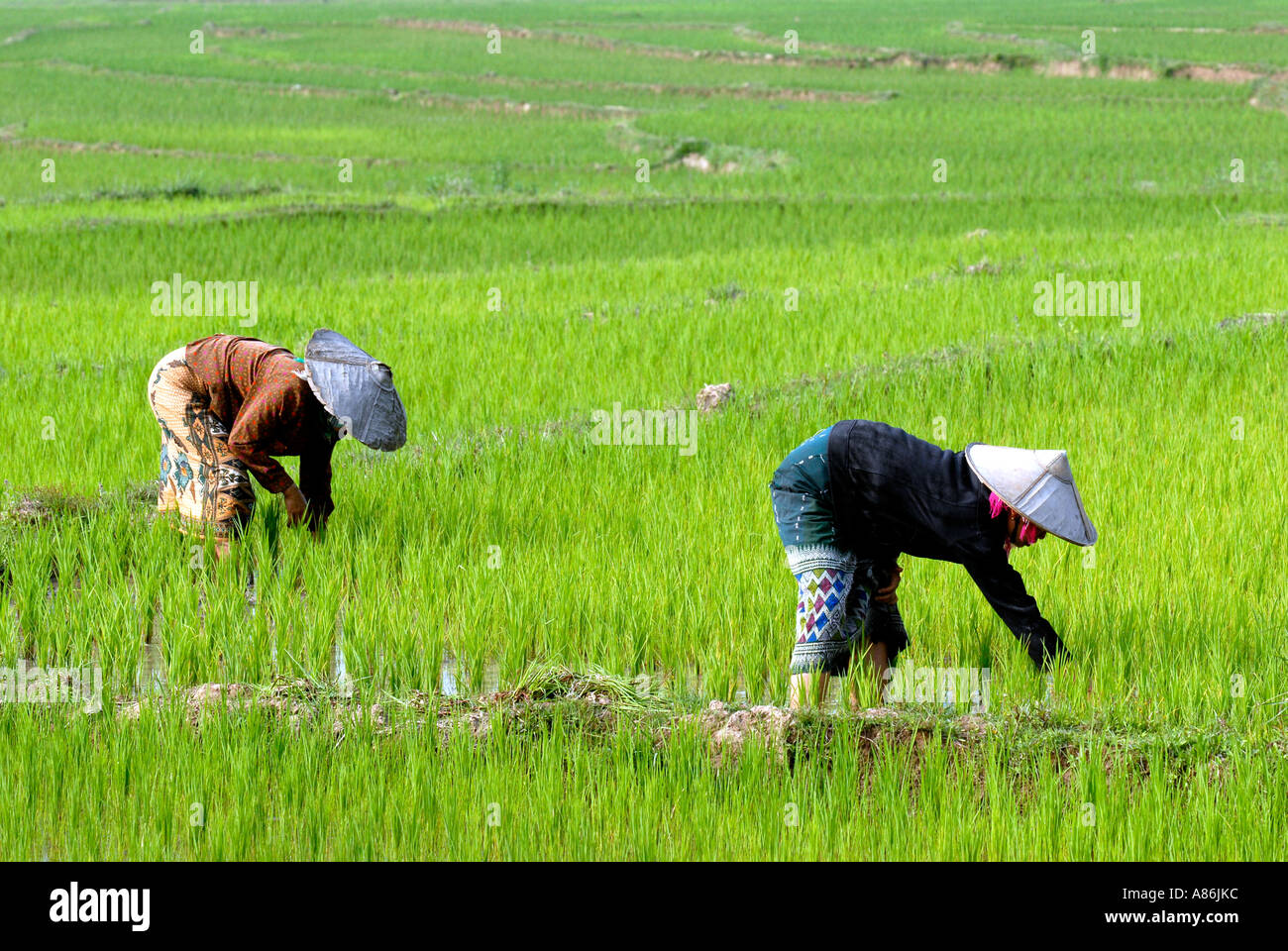 Two women planting rice Northern Laos Stock Photo - Alamy