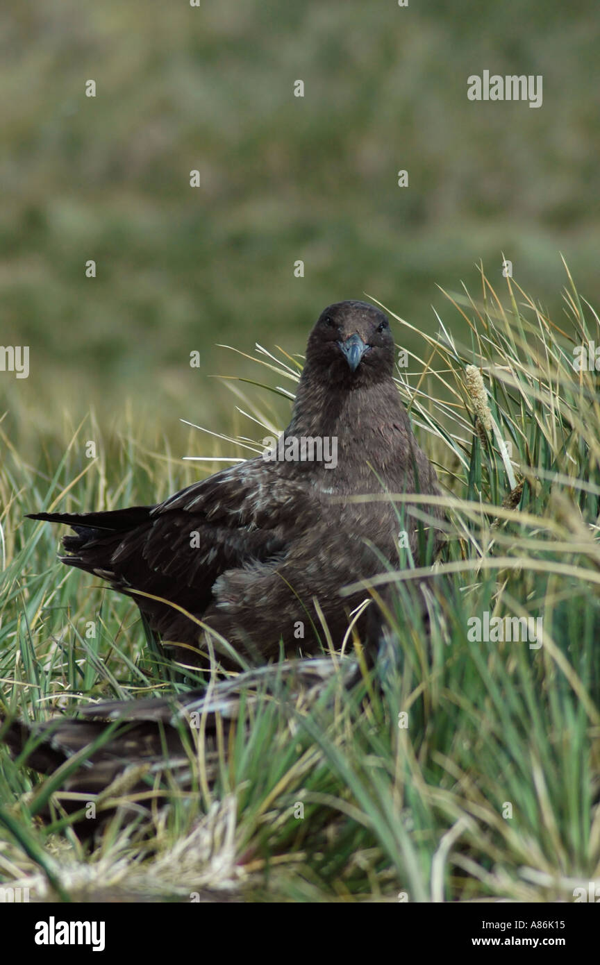 Antarctica Skua, in the Antarctic Stock Photo - Alamy