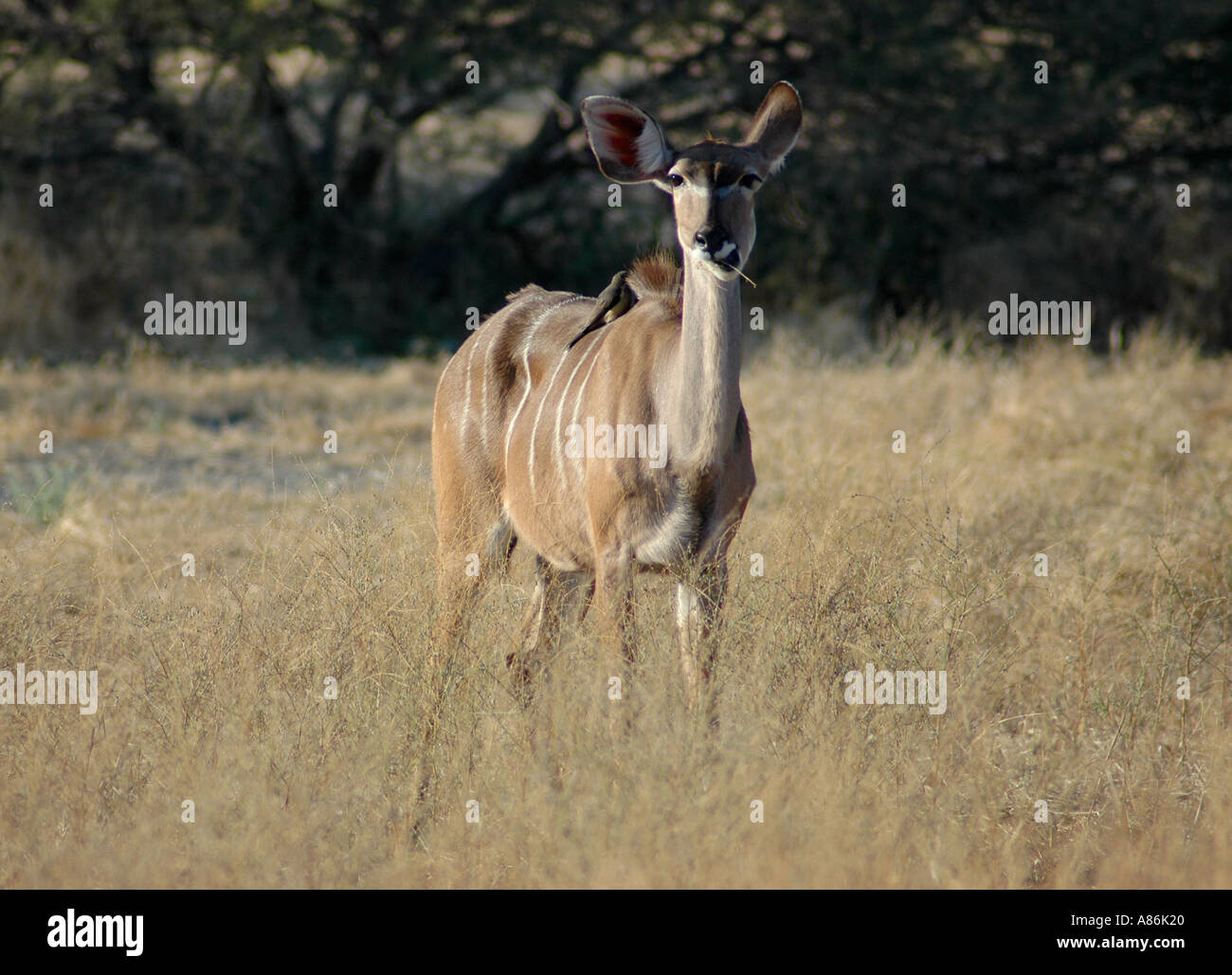 Greater Kudu in Botswana, Africa Stock Photo - Alamy