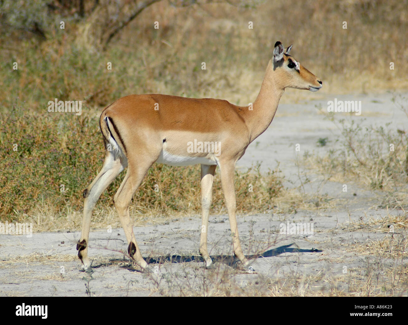 Wild Impala in Africa ( Aepyceros melampus Stock Photo - Alamy