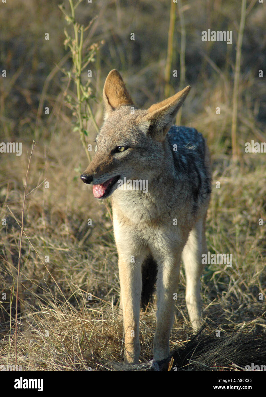 Black backed or Silver backed Jackal in Botswana, Africa Stock Photo ...