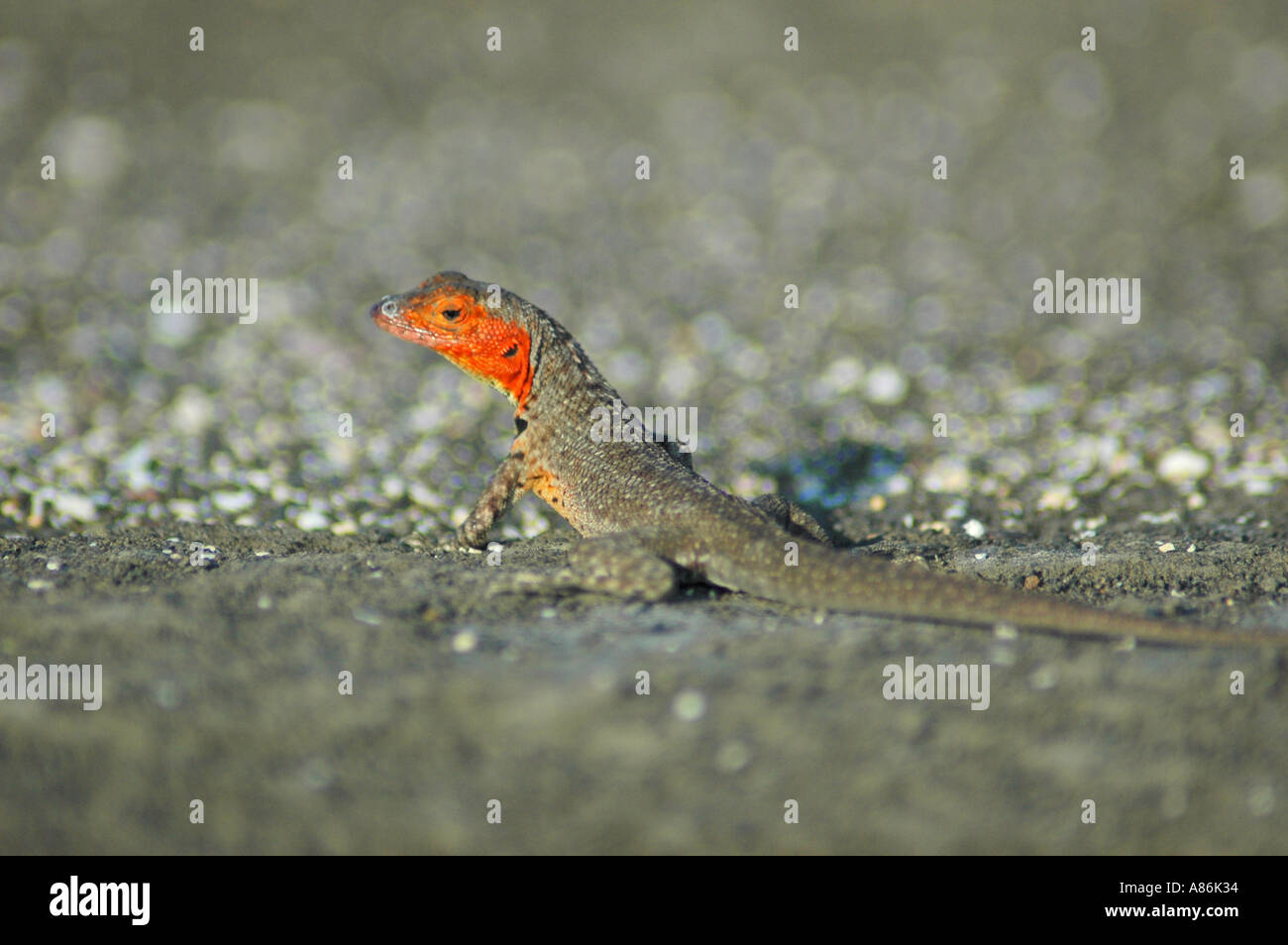 Lava Lizard in the Galapagos Islands, Ecuador Stock Photo - Alamy