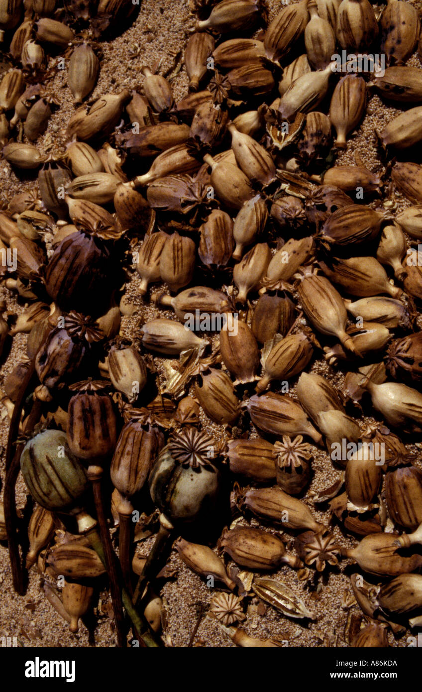 Opium poppies near east hi-res stock photography and images - Alamy