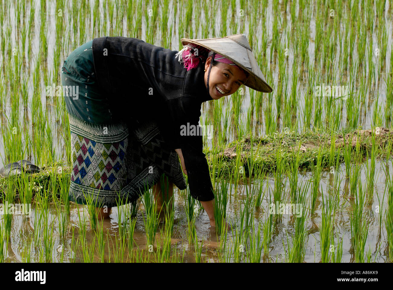 Woman laos rice water hi-res stock photography and images - Alamy
