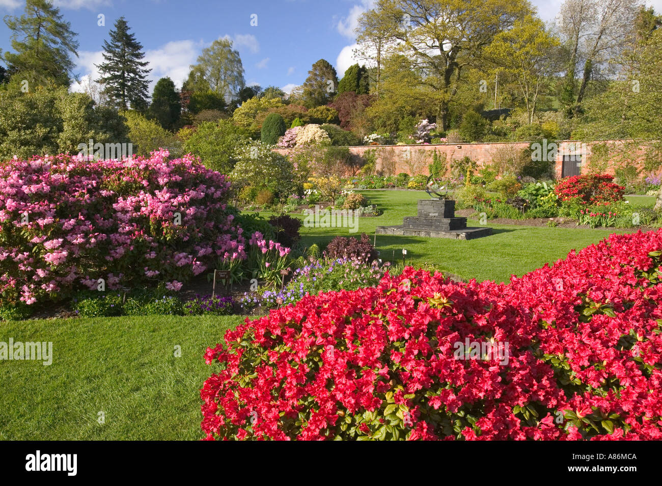 Azaleas in Holehird gardens Windermere Cumbria Stock Photo - Alamy