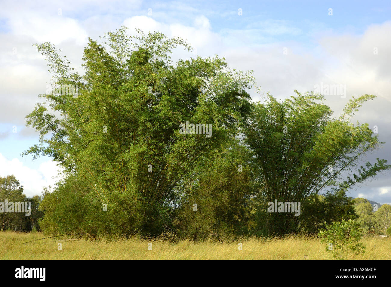 Bambusa balcooa Baluka Giant bamboo Baalki borak bans Loo Stock Photo ...