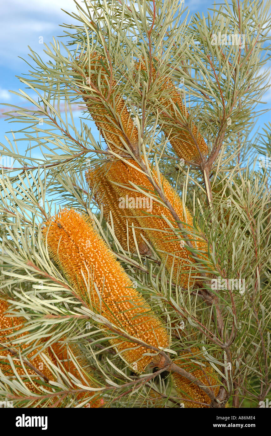 Australia native banksia queensland new hi-res stock photography and ...