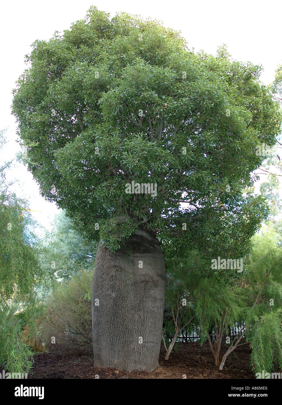 Brachychiton rupestre hi-res stock photography and images - Alamy