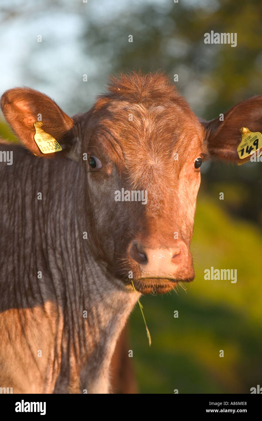 cow with grass blade in its mouth Ambleside Cumbria Stock Photo - Alamy