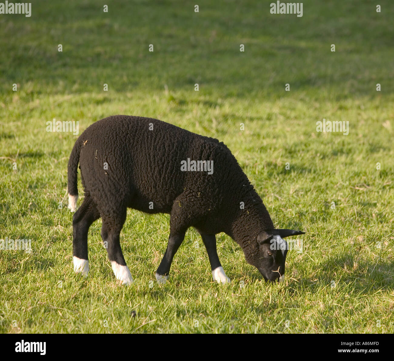 Soay sheep lamb Stock Photo - Alamy
