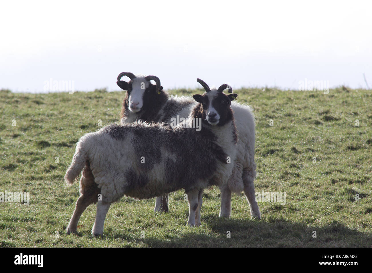 SHEEP RARE BREEDS Stock Photo - Alamy