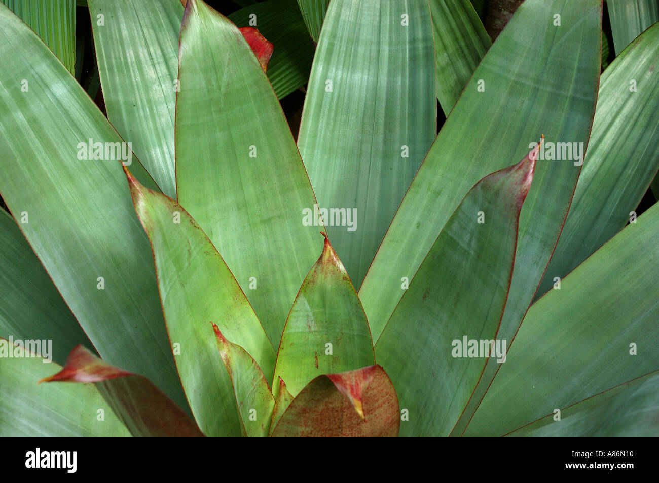 Bromeliad Bromeliaceae 3098 Stock Photo - Alamy