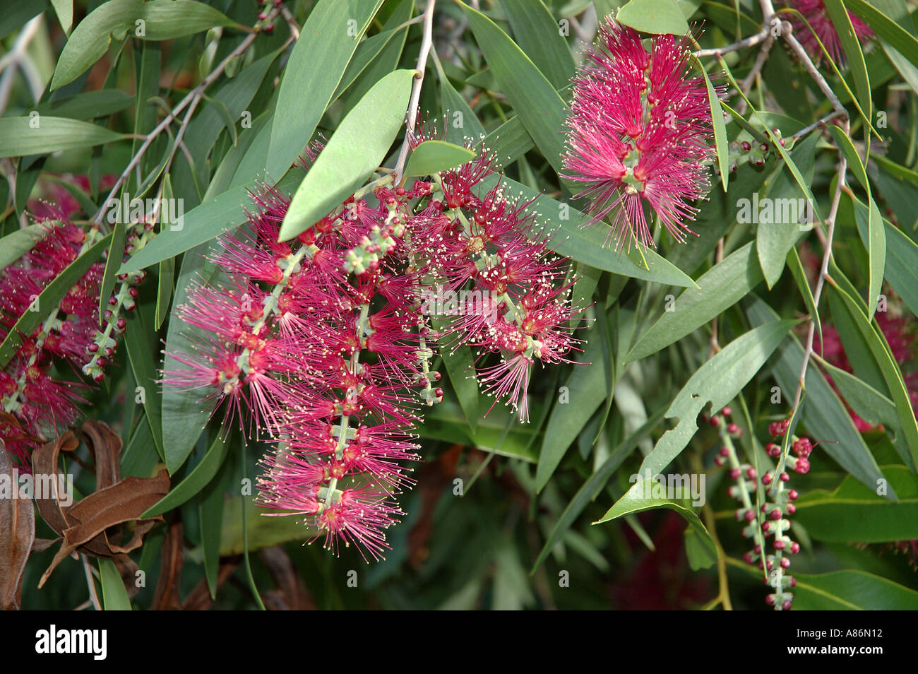 Bottlebrush callistemon sp hi-res stock photography and images - Alamy