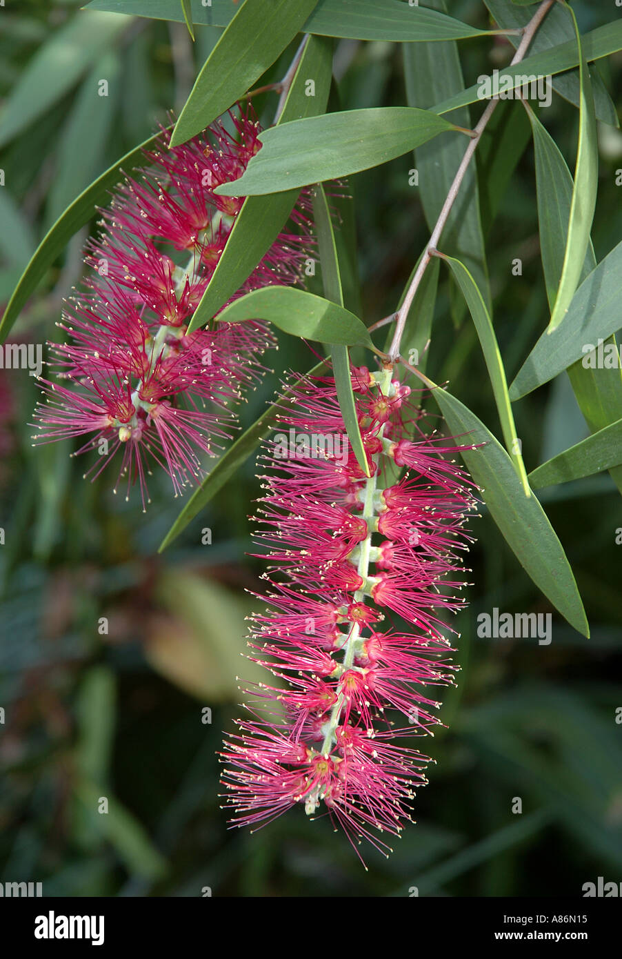 Callistemon sp 3057 Stock Photo - Alamy