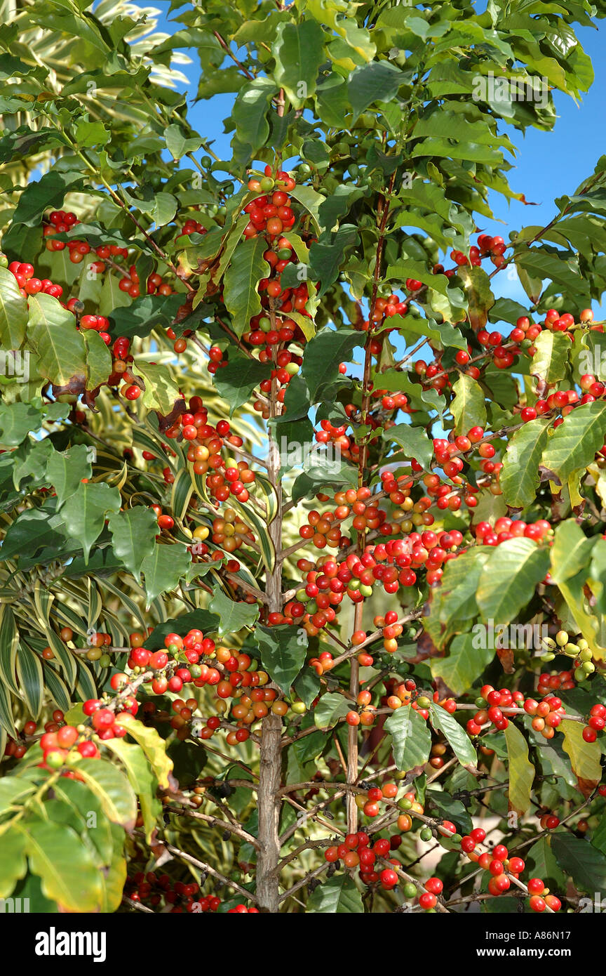 Coffee tree with beans 3128 Stock Photo - Alamy