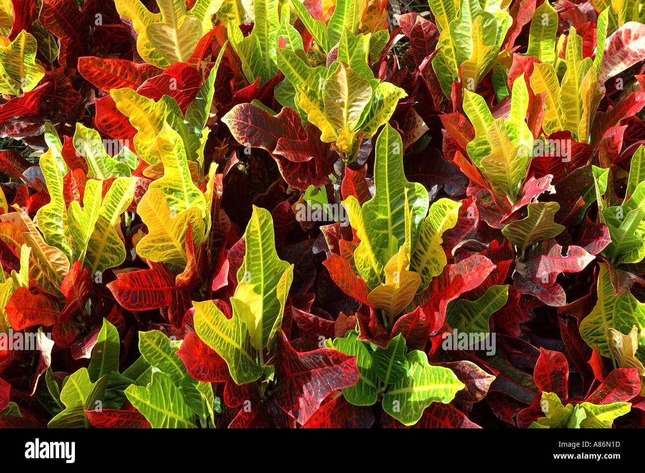 Croton sp hi-res stock photography and images - Alamy