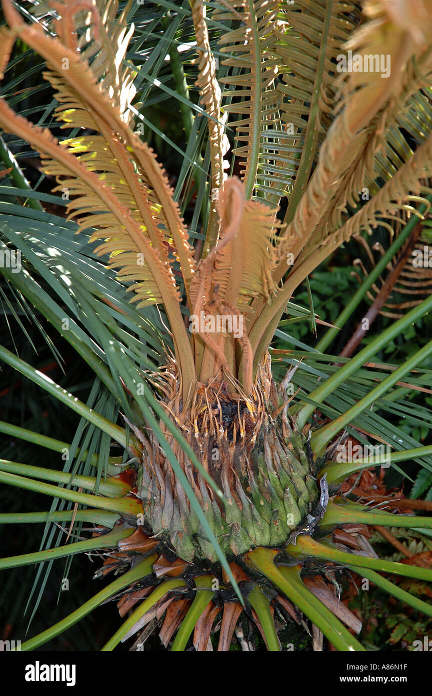 Cycad sp 3074 Stock Photo - Alamy
