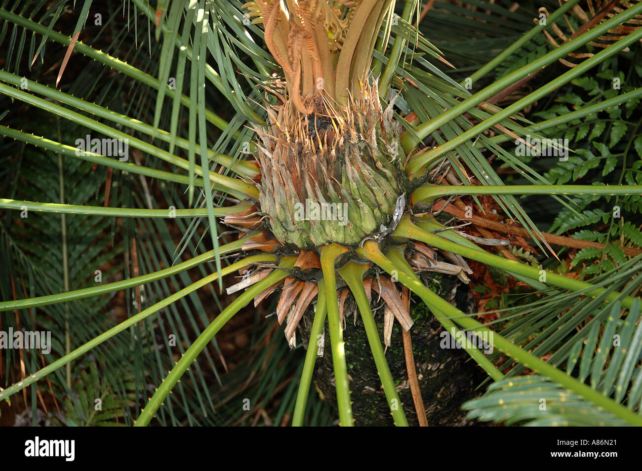 Cycas cycas sp hi-res stock photography and images - Alamy