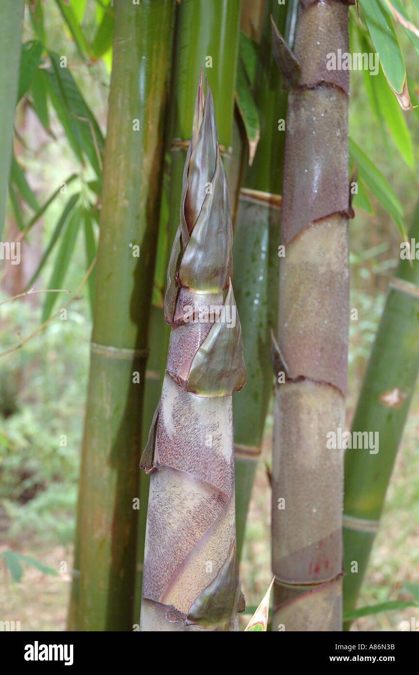 Atter hi-res stock photography and images - Alamy