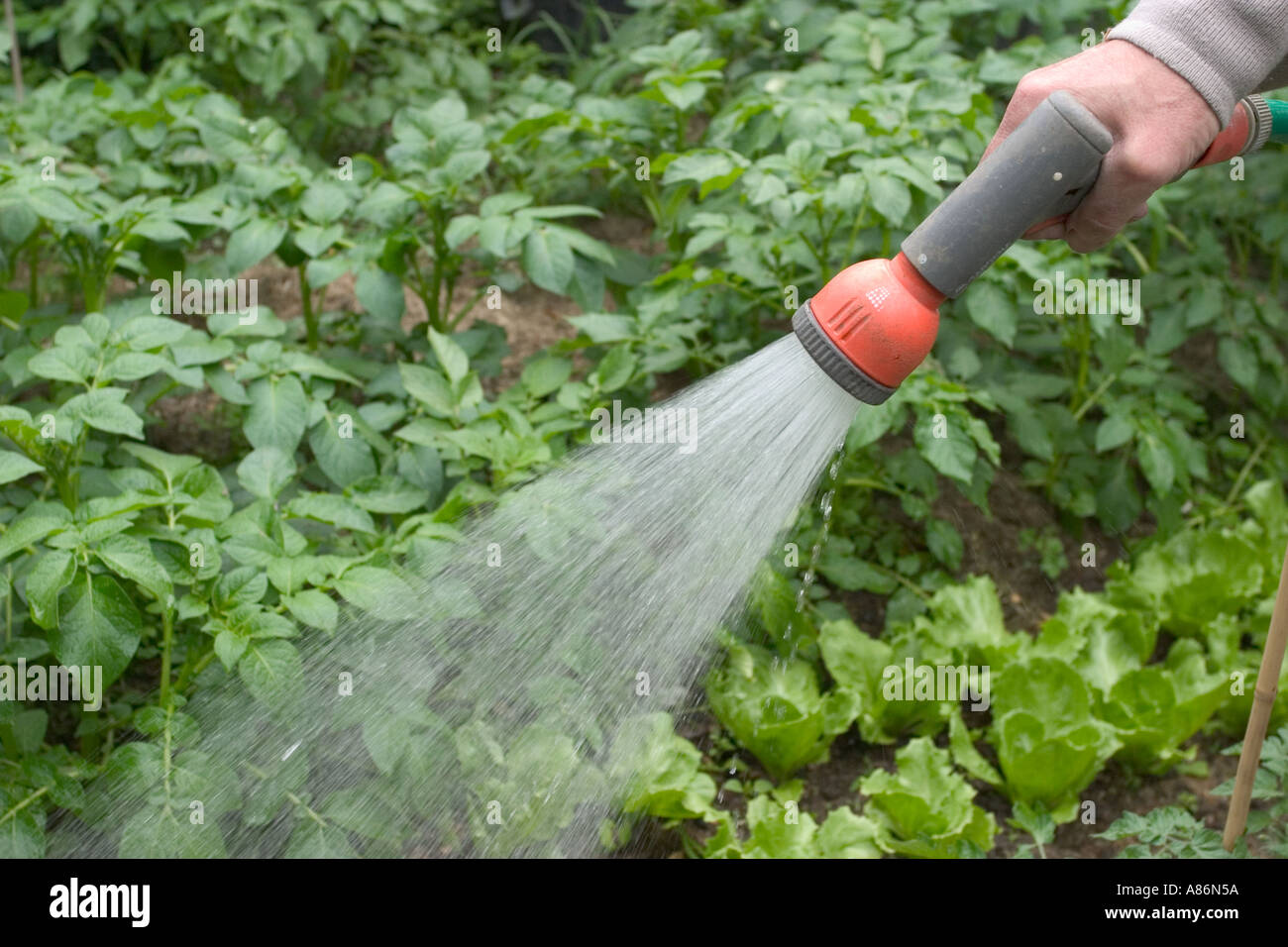 Hand Spraying a Garden Hose and salad lettuce Stock Photo - Alamy