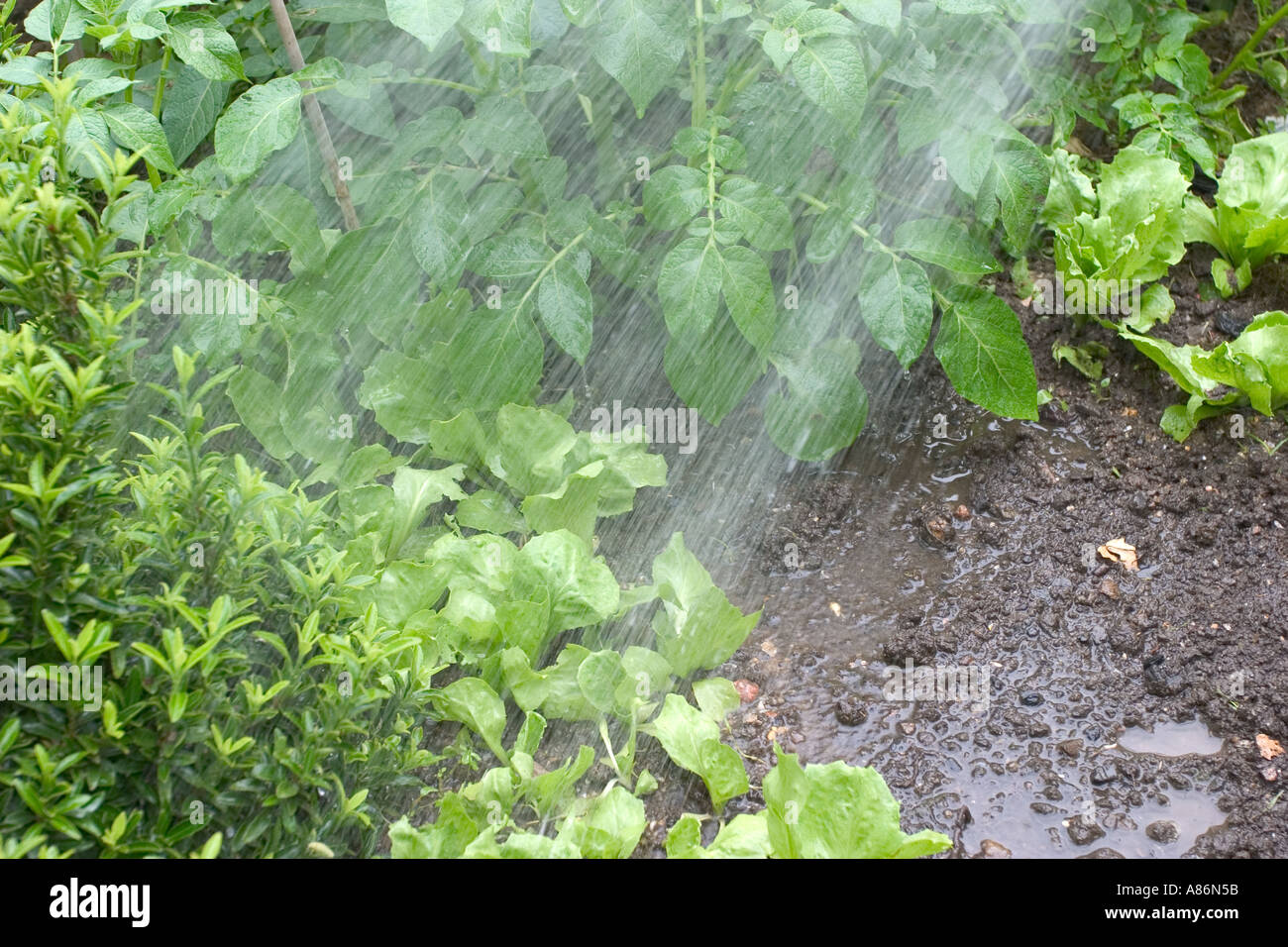Hand Spraying a Garden Hose and salad lettuce Stock Photo - Alamy