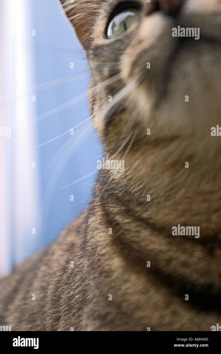 Half kitty hi-res stock photography and images - Alamy