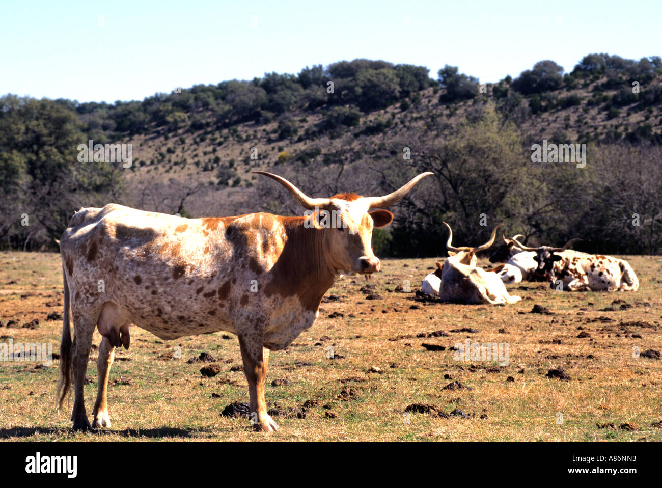Farmer Longhorn Texas Cattle Cow Texas Farm cows Stock Photo - Alamy