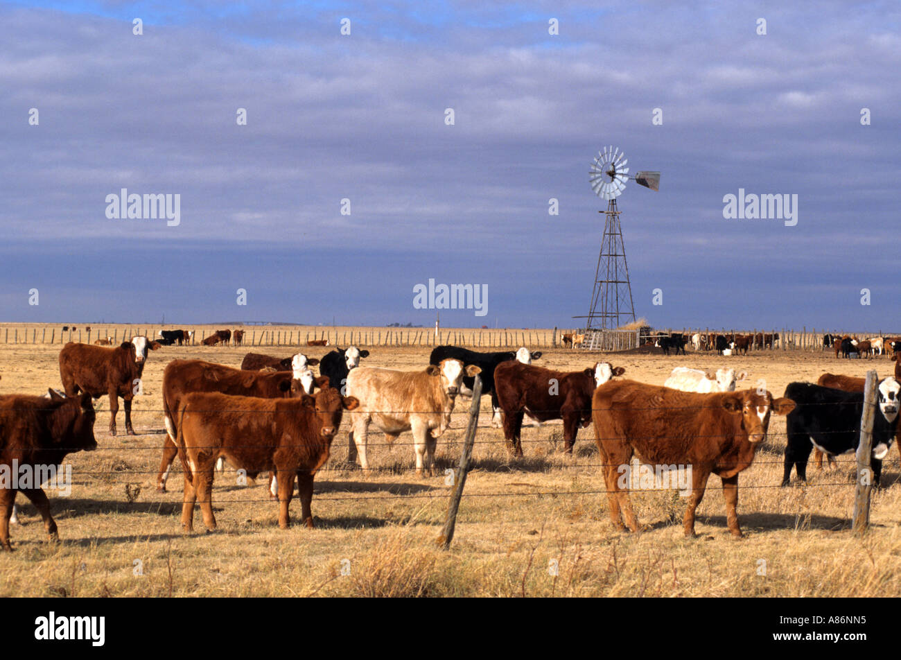 Texas windmill Farmer Cattle Cow Texas Farm United States of America ...