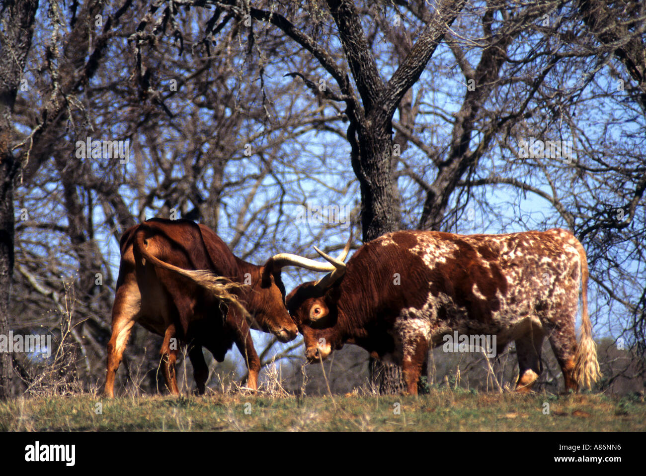 Farmer Longhorn Cattle Cow Texas Farm United States of America Stock ...