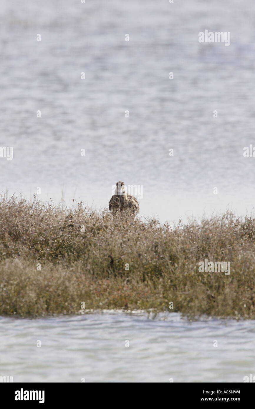 CURLEW ON SMALL ISLAND AT HIGH TIDE PAGHAM SUSSEX UK Stock Photo - Alamy