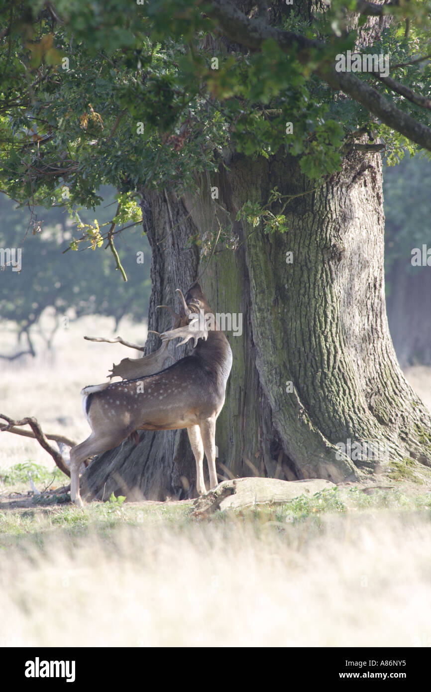 Rubbing antlers on hi-res stock photography and images - Alamy
