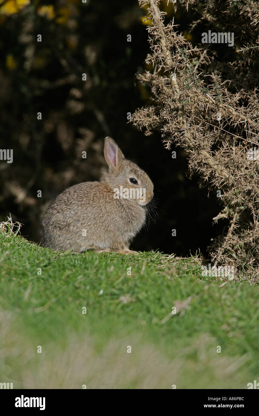 RABBIT Oryctolagus cuniculus Stock Photo - Alamy