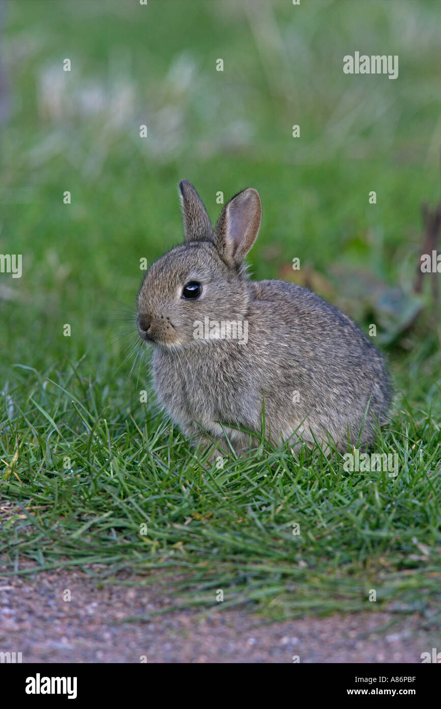 RABBIT Oryctolagus cuniculus Stock Photo - Alamy