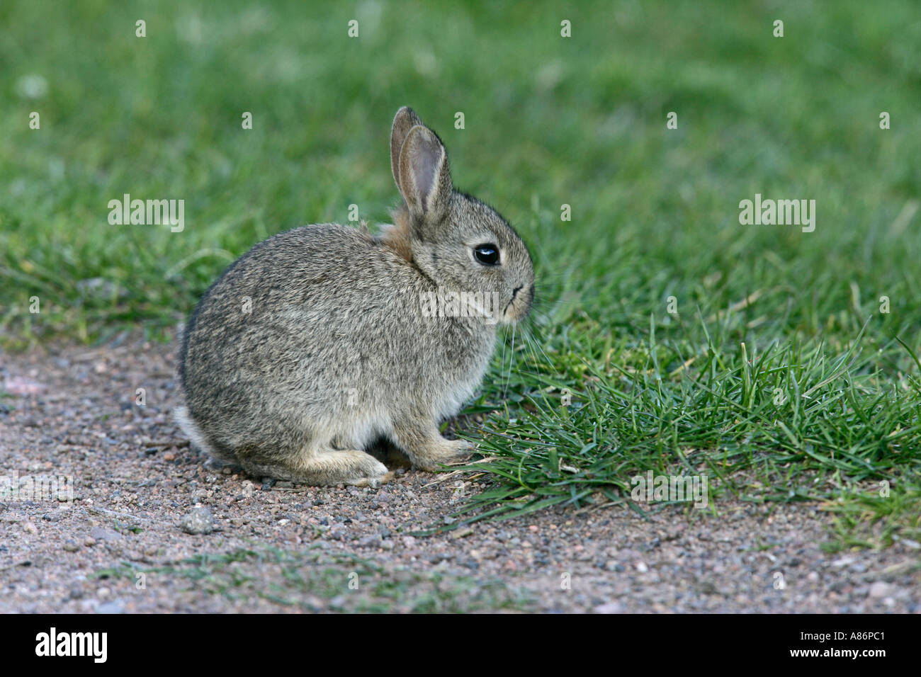 RABBIT Oryctolagus cuniculus Stock Photo - Alamy
