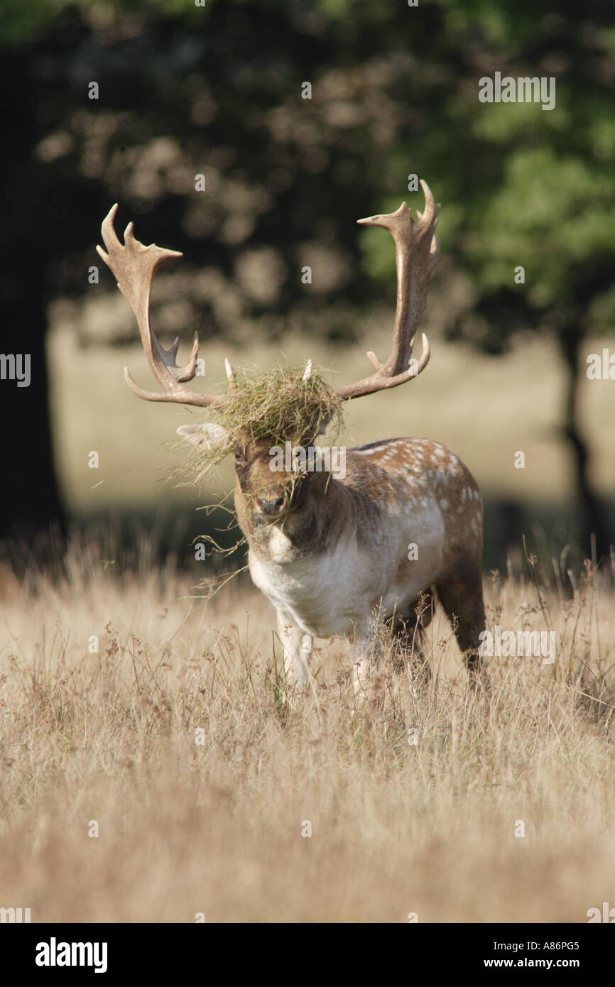 FALLOW DEER STAG WITH GRASS ON ANTLERS Stock Photo - Alamy
