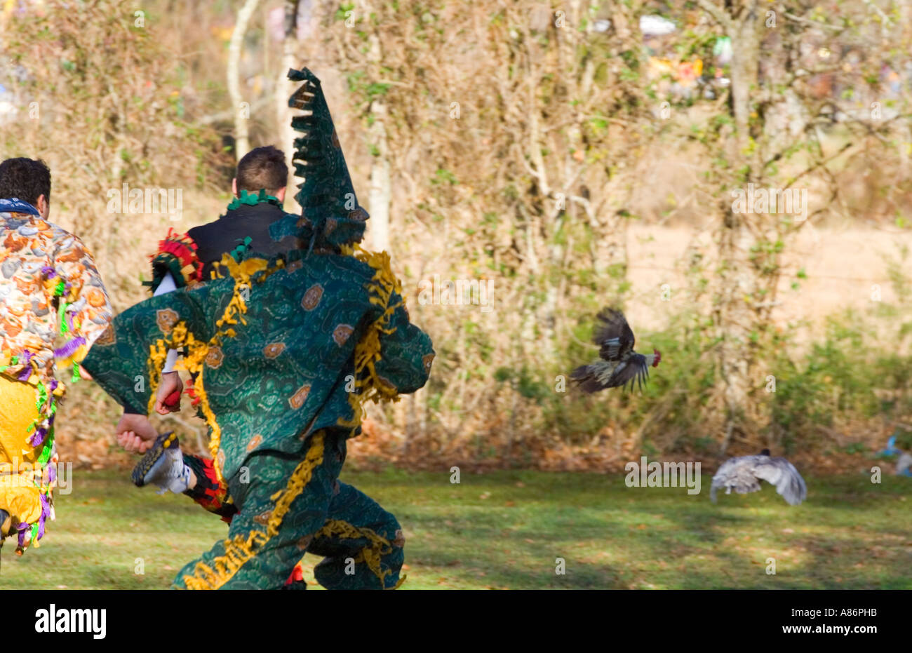 Chicken chase during Courir de Mardi Gras Church Point Louisiana LA USA ...