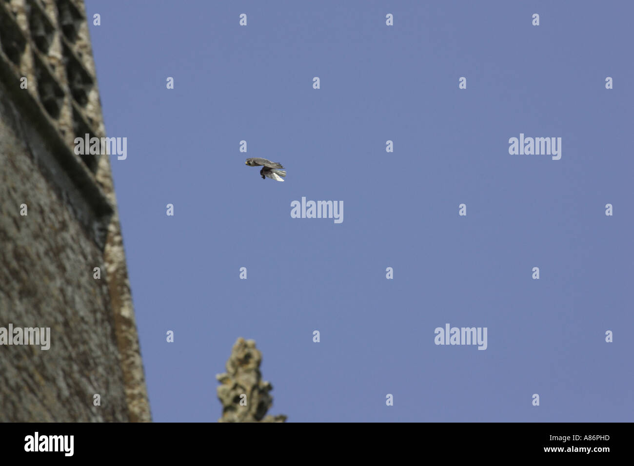 PEREGRINE FALCON STOOPING WITH PIGEON UNDER WING WINCHESTER HANTS UK ...