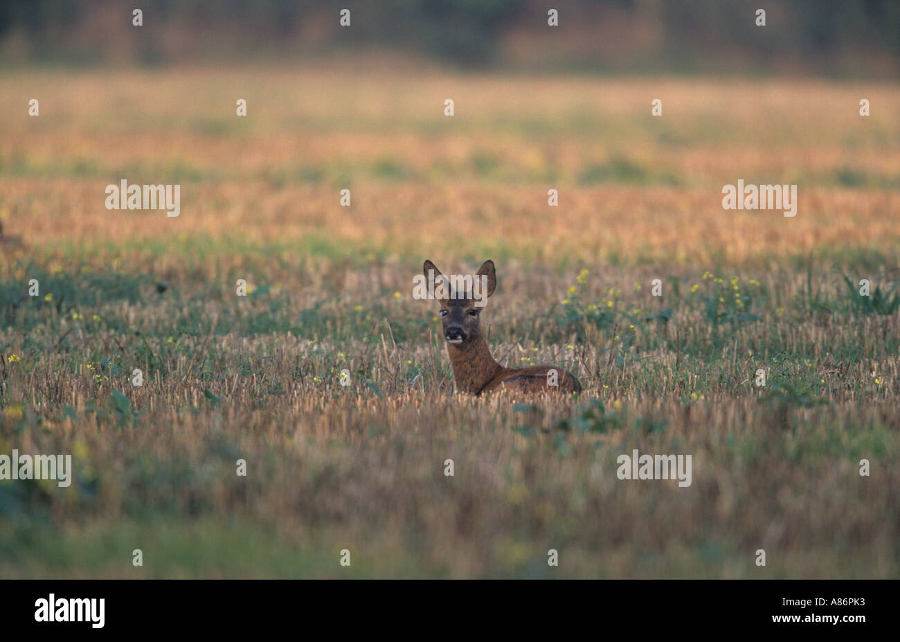 ROE DEER DOE LYING DOWN IN STUBBLE FIELD UK SUSSEX Stock Photo - Alamy