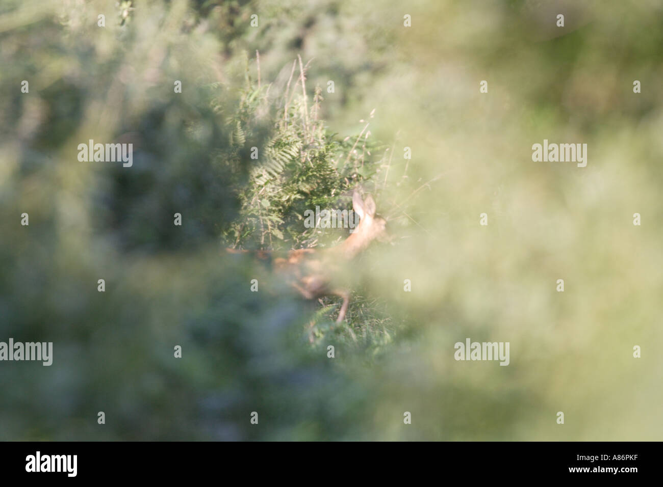 ROE DEER IN WOODLAND TREES Stock Photo - Alamy