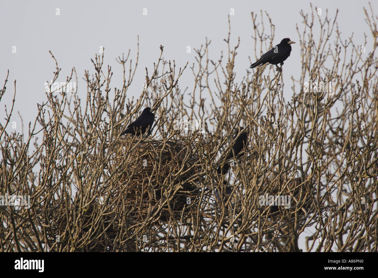 Nests in trees hi-res stock photography and images - Alamy
