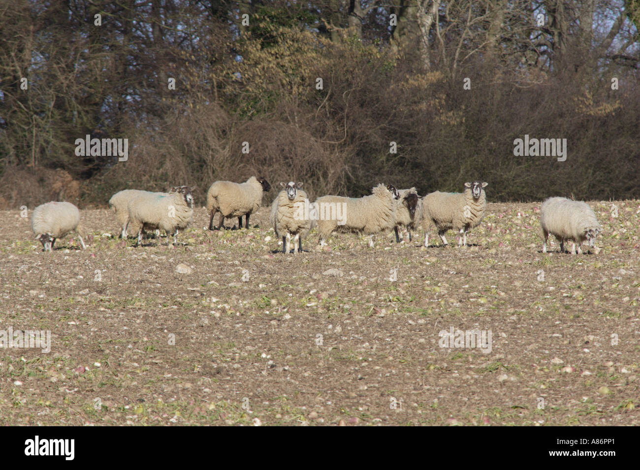 Southdown sheep hi-res stock photography and images - Alamy