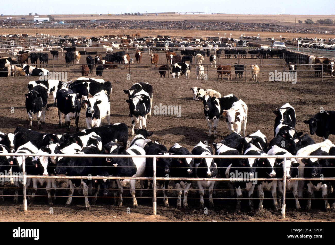 United States USA Routte 66 National Highway Trucks Cars Cattle Texas ...