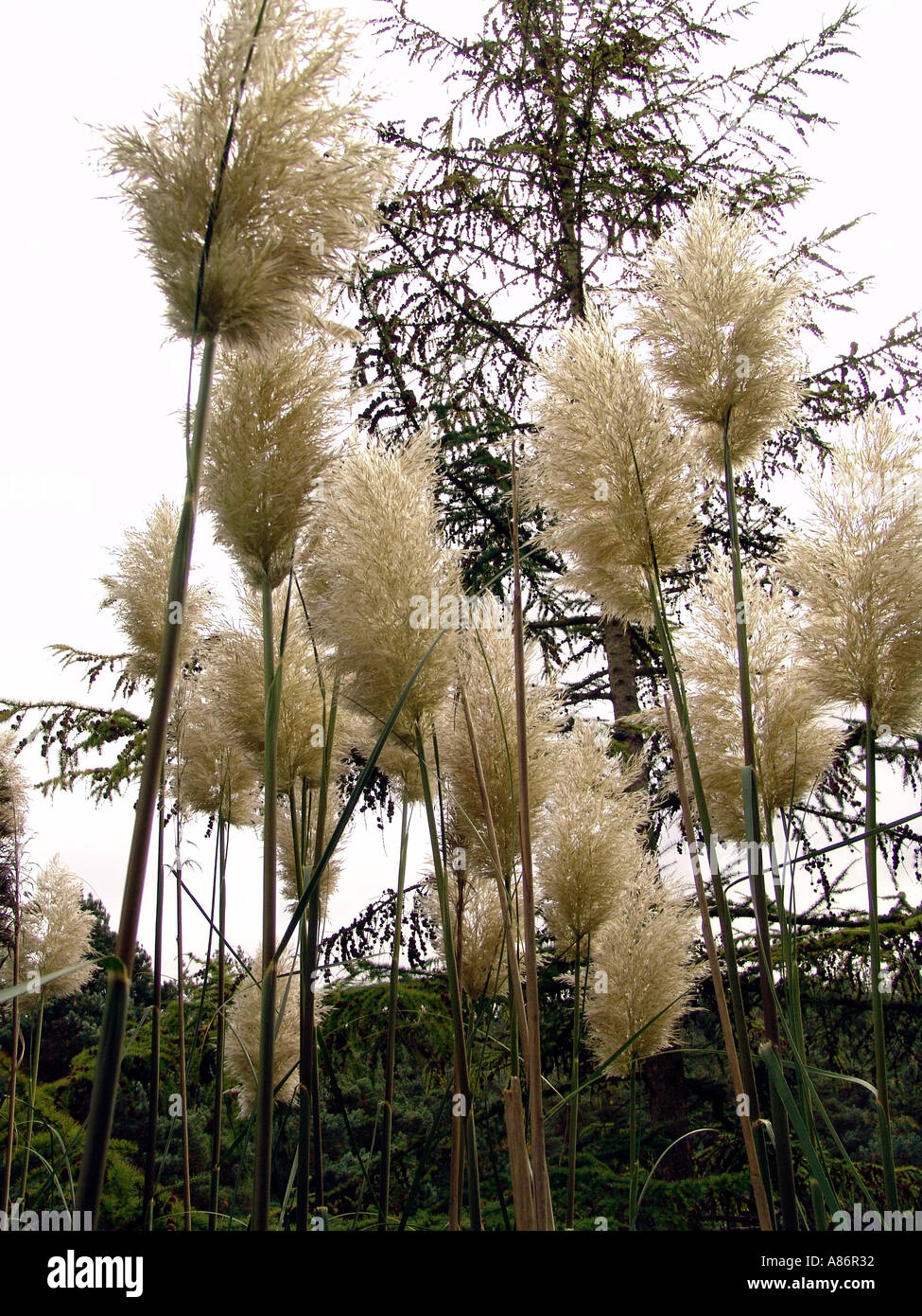 Bamboo in the wind Stock Photo - Alamy