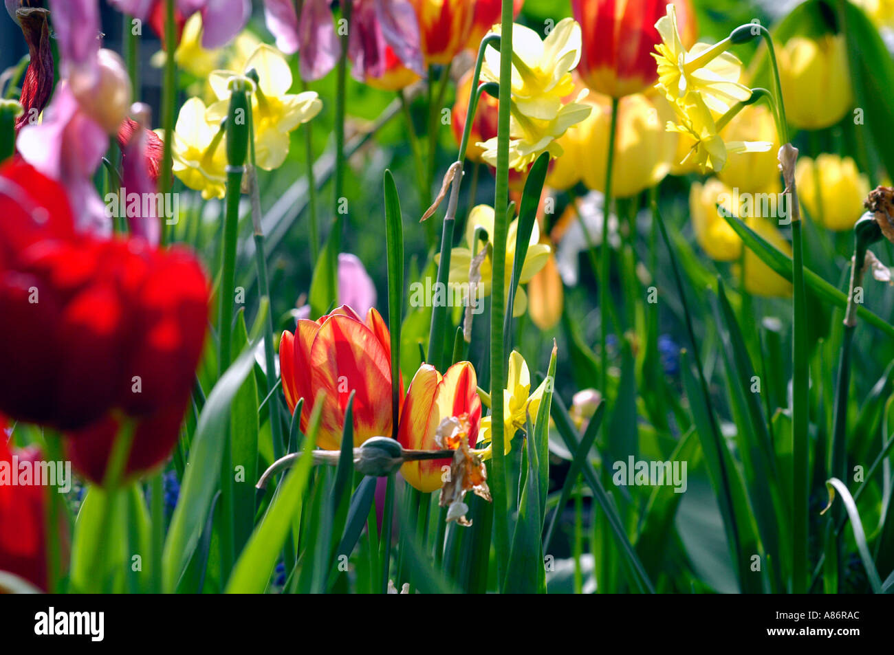 Spring flowers grow in a community garden Stock Photo - Alamy